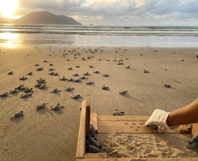 Six Senses Con Dao Releases First Green Sea Turtles of 2023