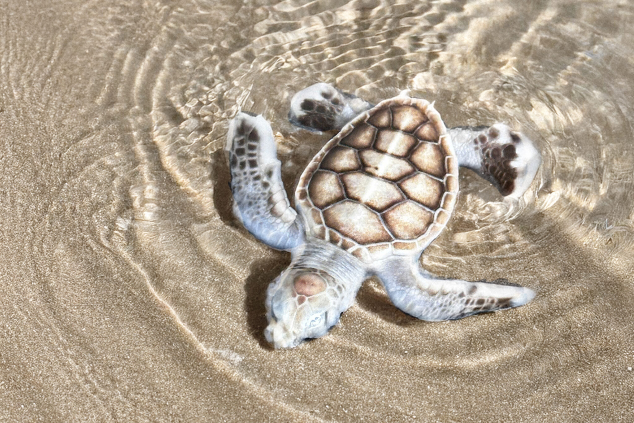 Second Albino Sea Turtle Hatchling Born At Six Senses Con Dao